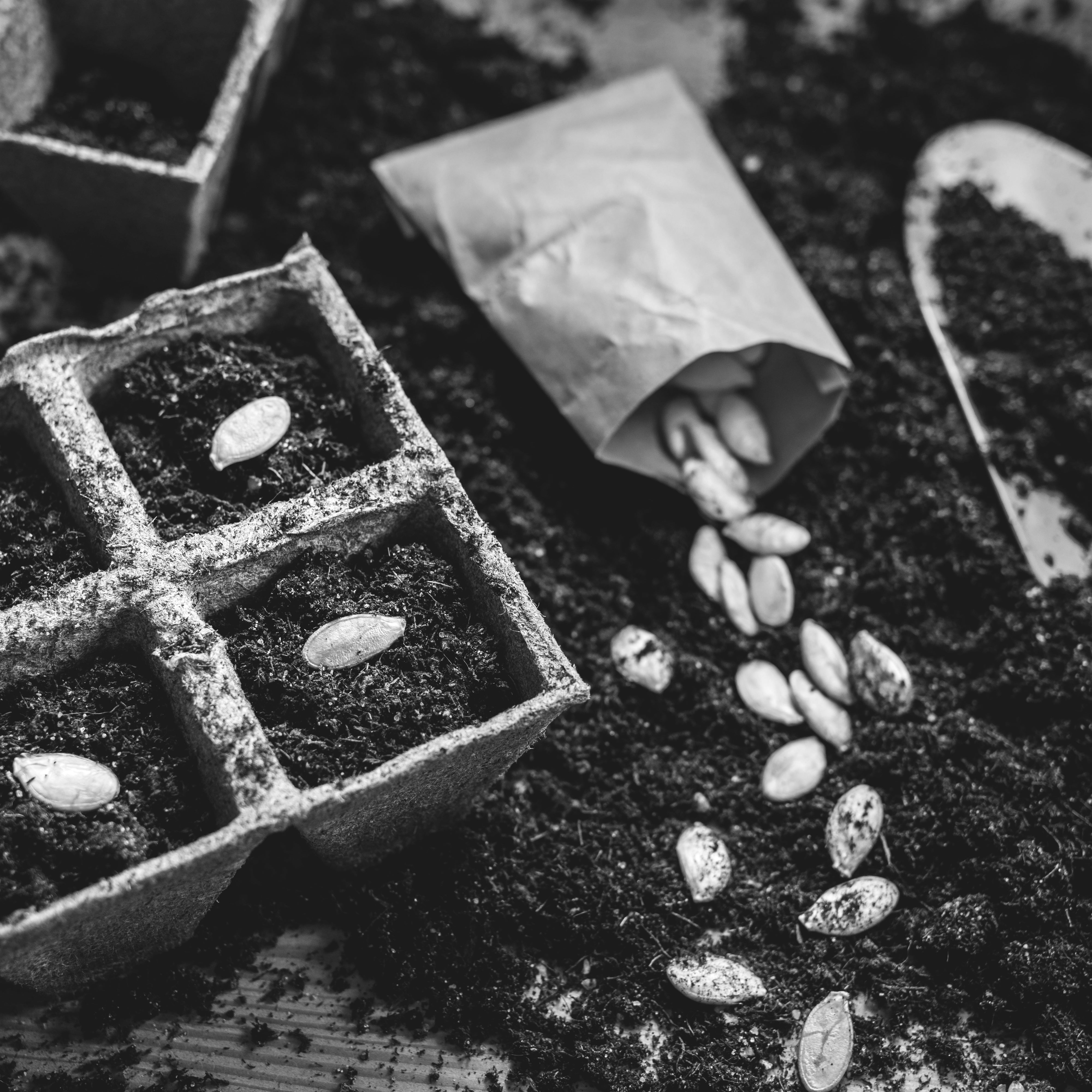Seeds | West Virginia Seeds – Smoke Camp Crafts
