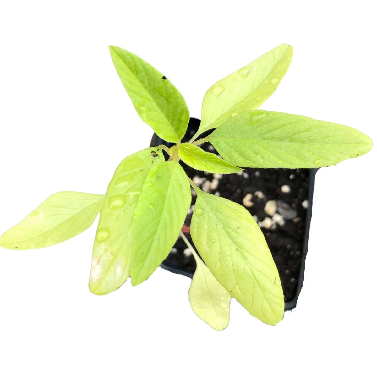 Amaranth, Emerald Tassels (Amaranthus caudatus) Organic Plant in 2.5-i ...