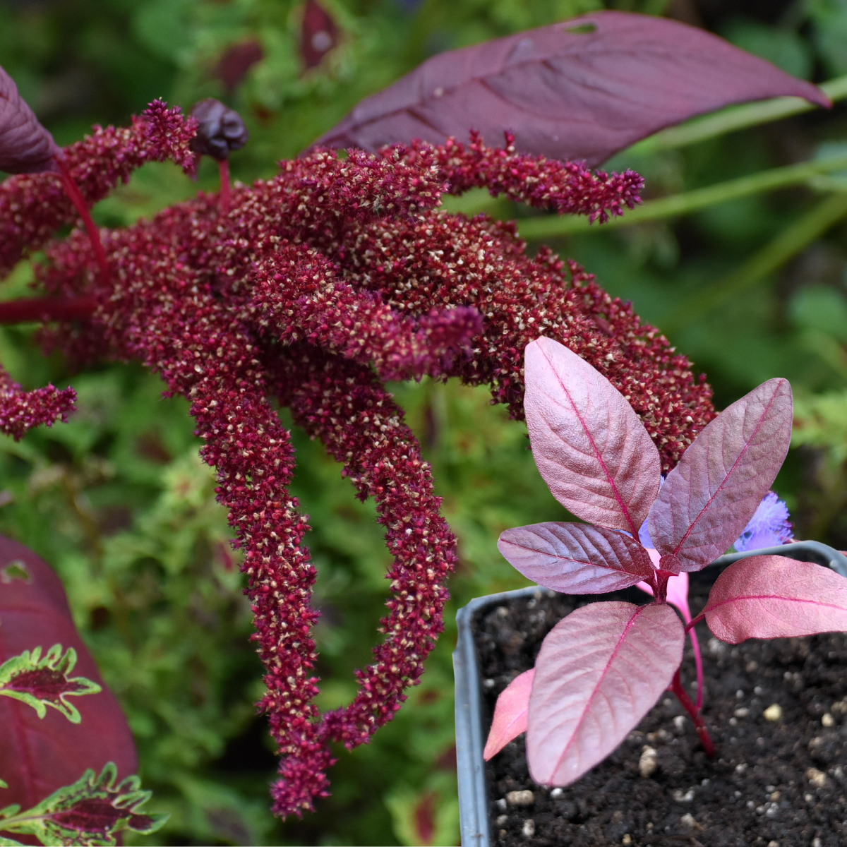 Amaranth, Hopi Red Dye (Amaranthus cruentus) Organic Plant in 2.5-inch ...