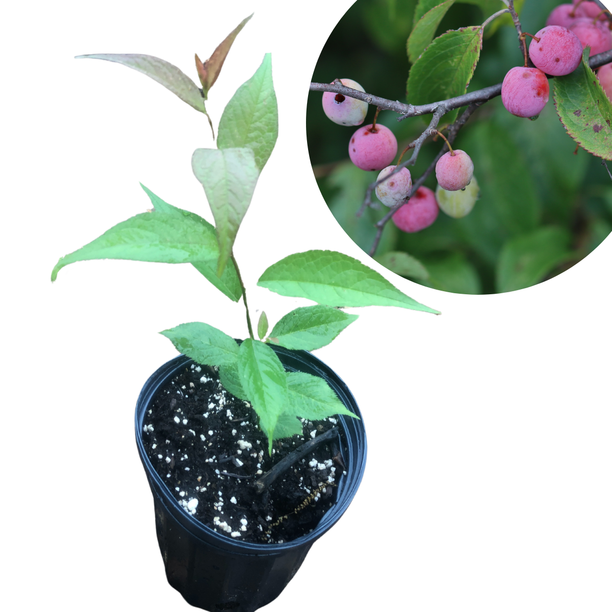 Wild Plum (Prunus americana) Organic Seedling by Smoke Camp Crafts - H ...
