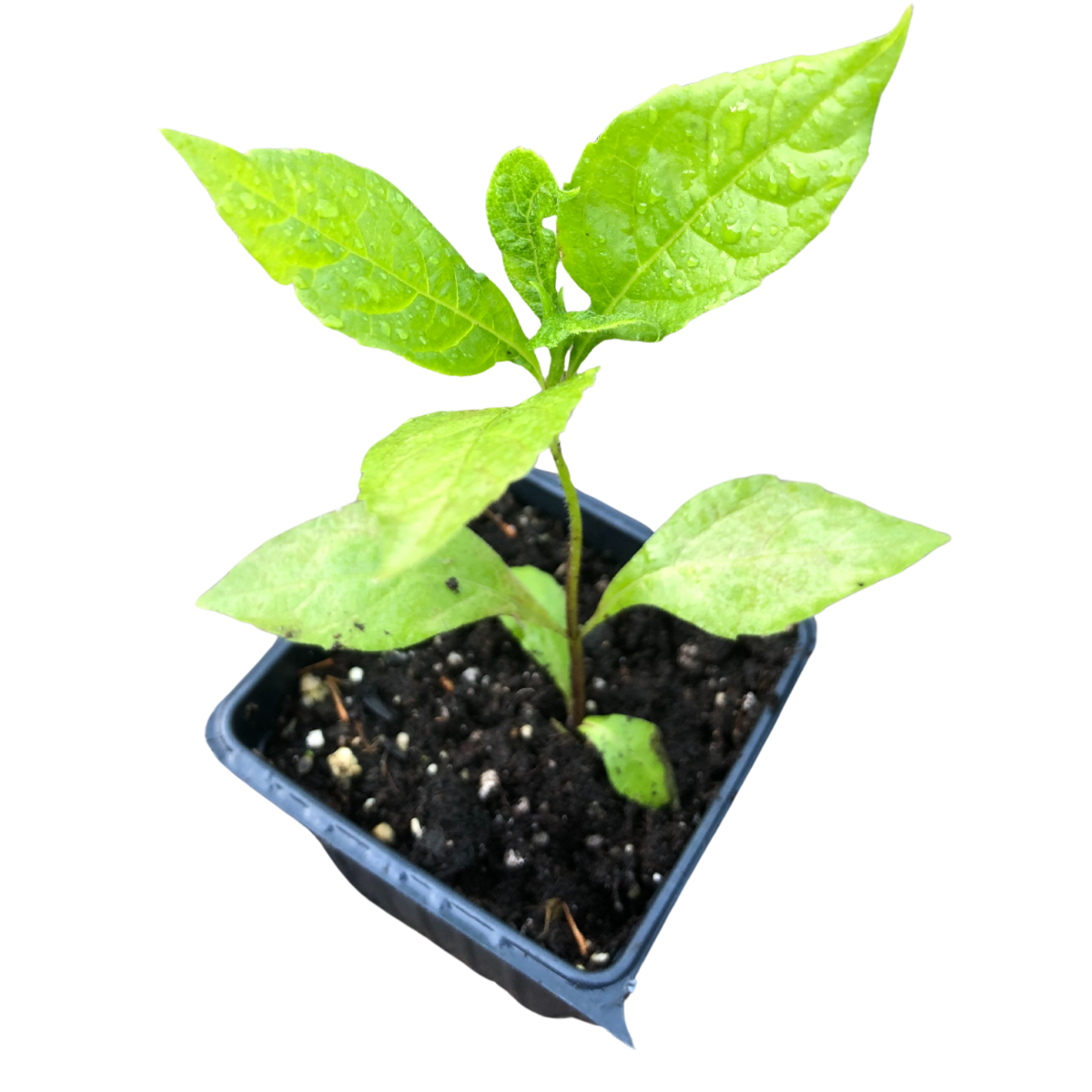 Organic Wingstem (Verbesina alternifolia) Plant in 2.5-inch Pot by Smo ...