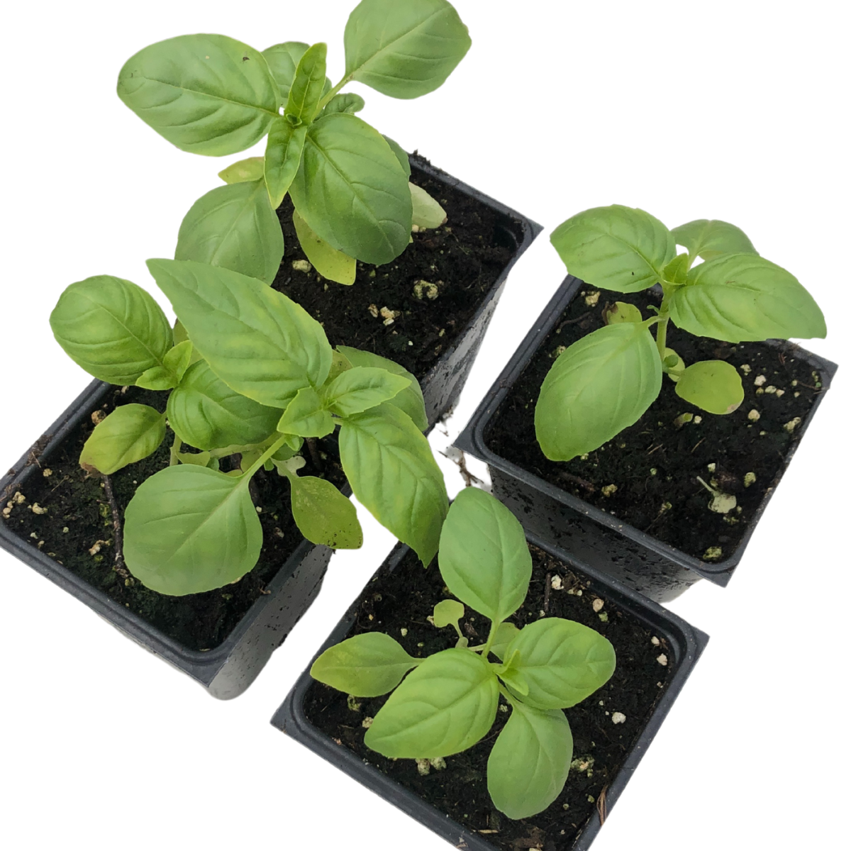 Italian Large Leaf Basil (Ocimum basilicum) Organic 4-Pack Plants in 2 ...