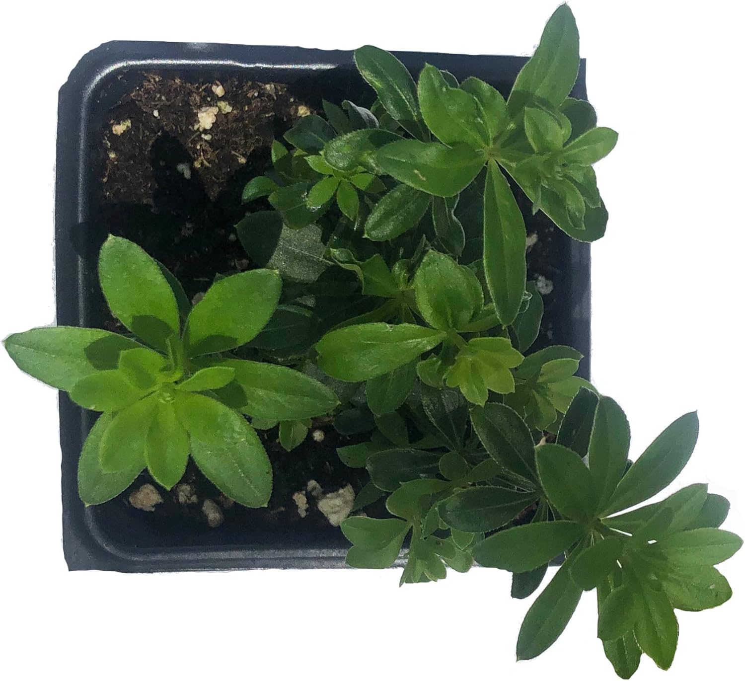 Sweet Woodruff (Galium odoratum) Organic Plant in a 2.5-Inch pot by Sm ...