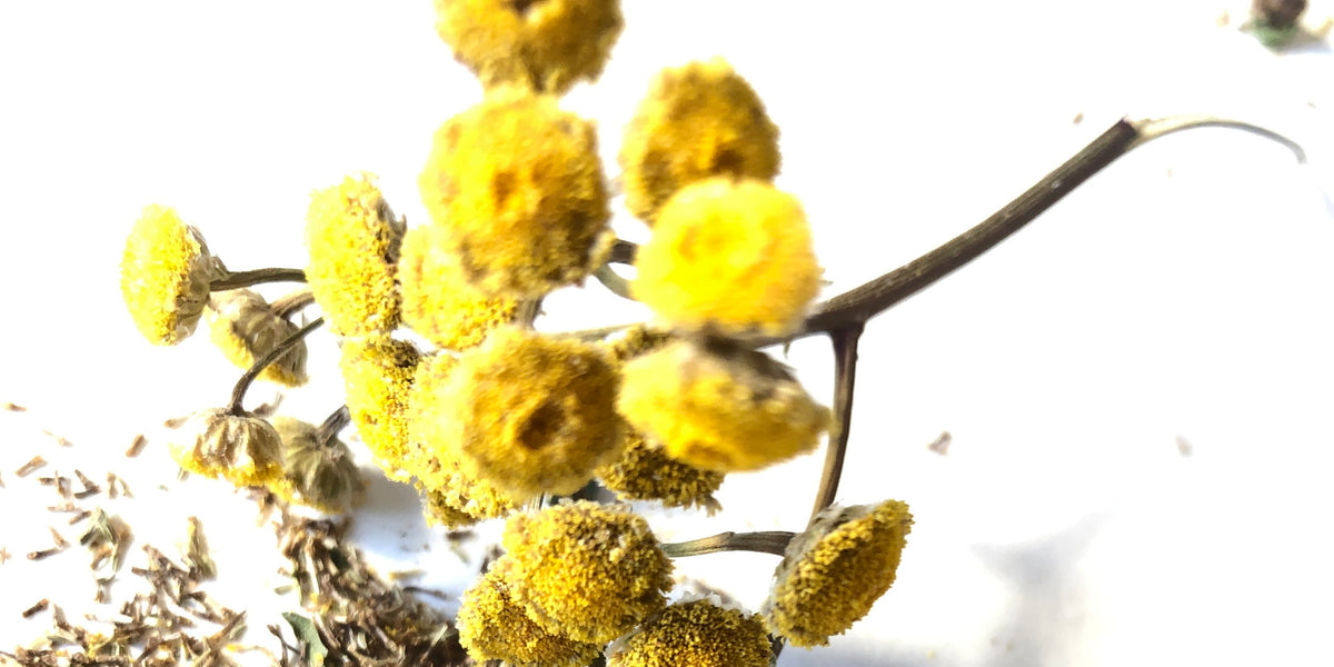 ORGANIC Tansy Seeds (Tanacetum vulgare) 500 Seeds (0.1 grams) – Smoke ...