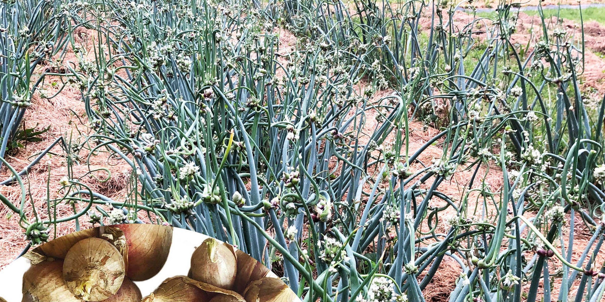 Egyptian Walking Perennial Onion (Allium x wakegi) Bulbils - 4 oz - Ap ...