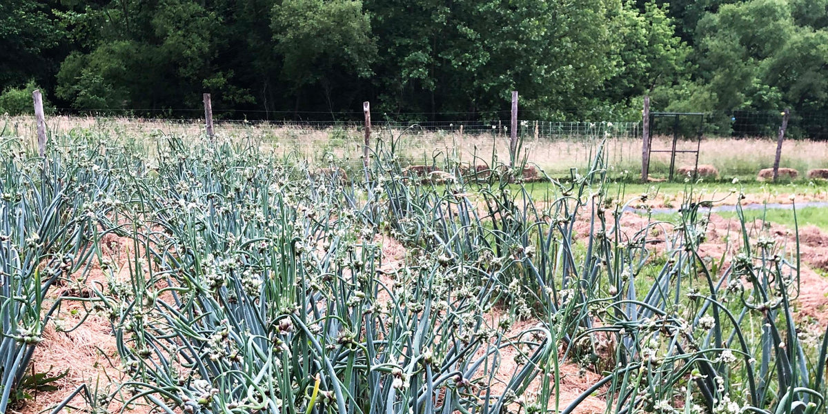 Egyptian Walking Perennial Onion (Allium x wakegi) Bulbils - 4 oz - Ap ...