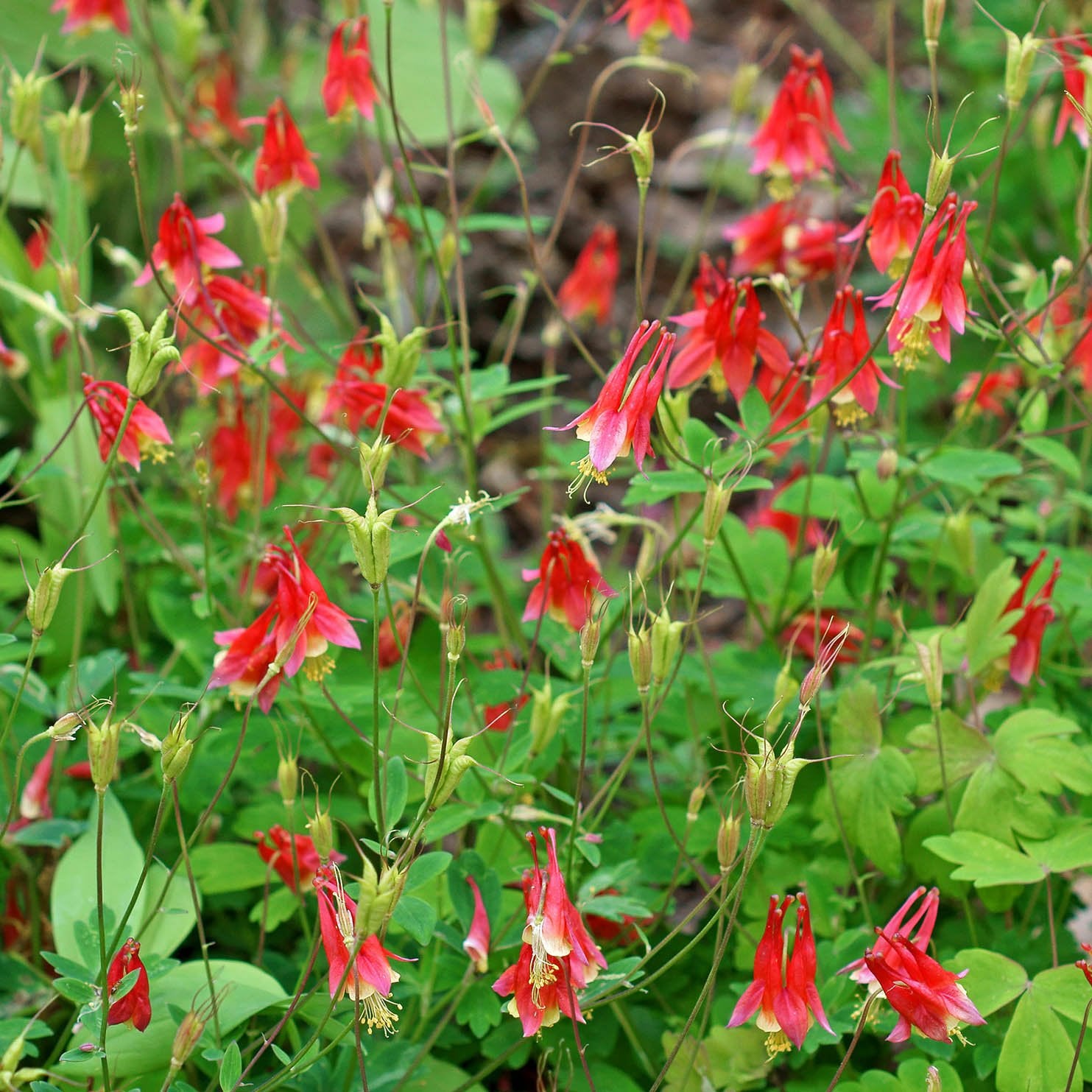Eastern Red Columbine Plant (Aquilegia canadensis L) 2–3-inch pot - Na ...