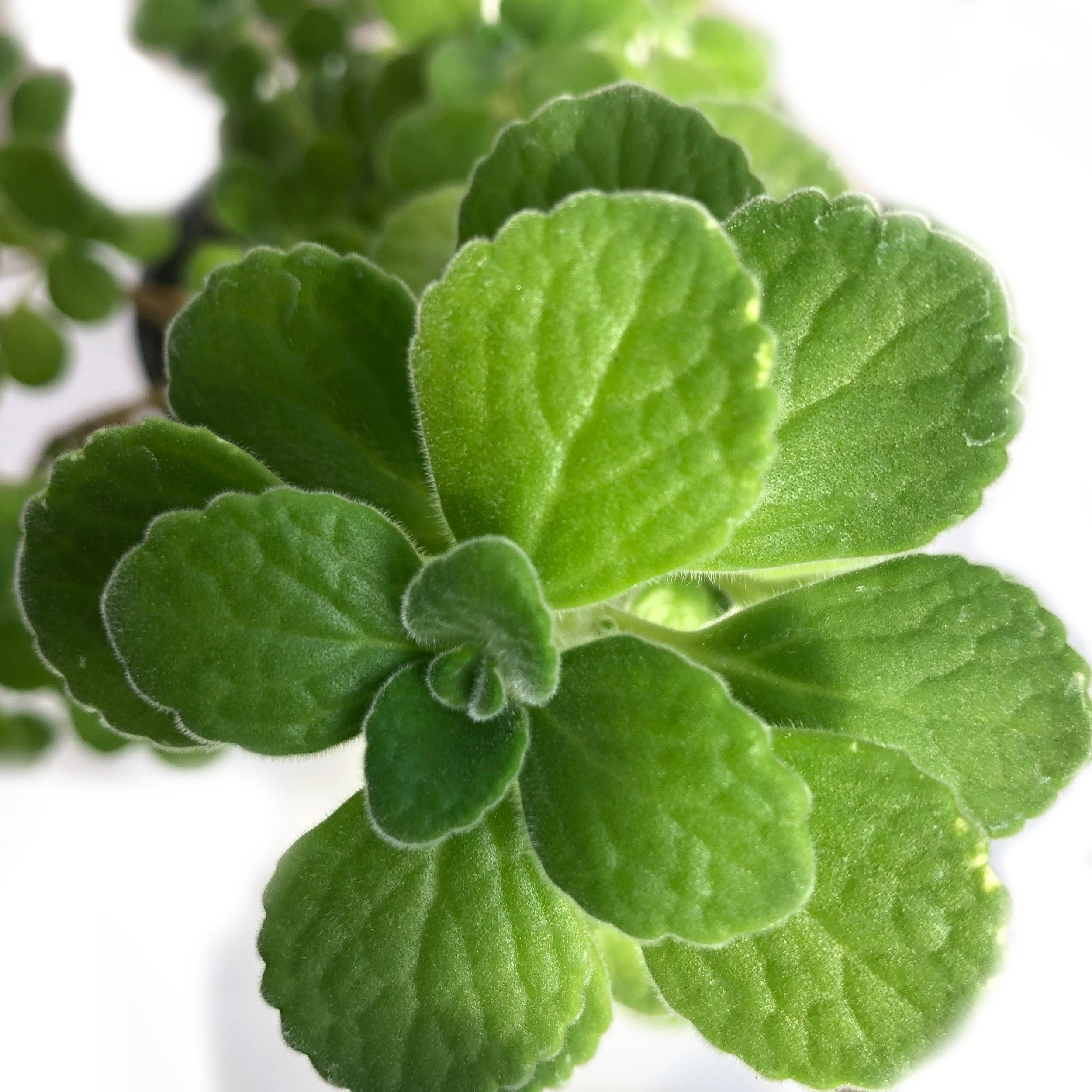 Vicks Plant in a 4" Pot | ORGANIC – Smoke Camp Crafts