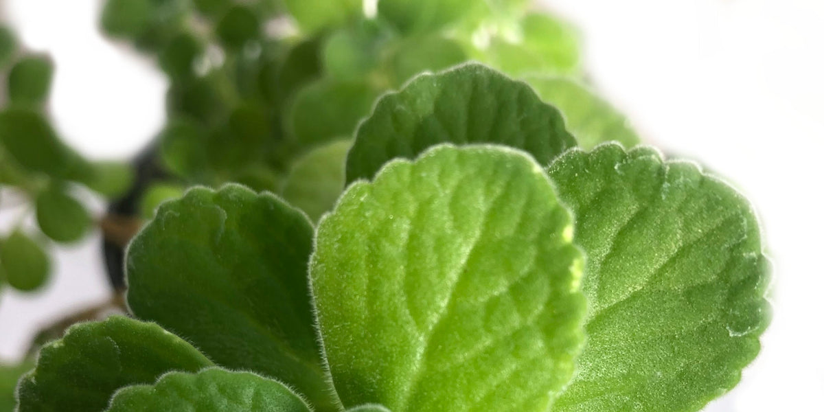 Vicks Plant in a 4" Pot | ORGANIC – Smoke Camp Crafts