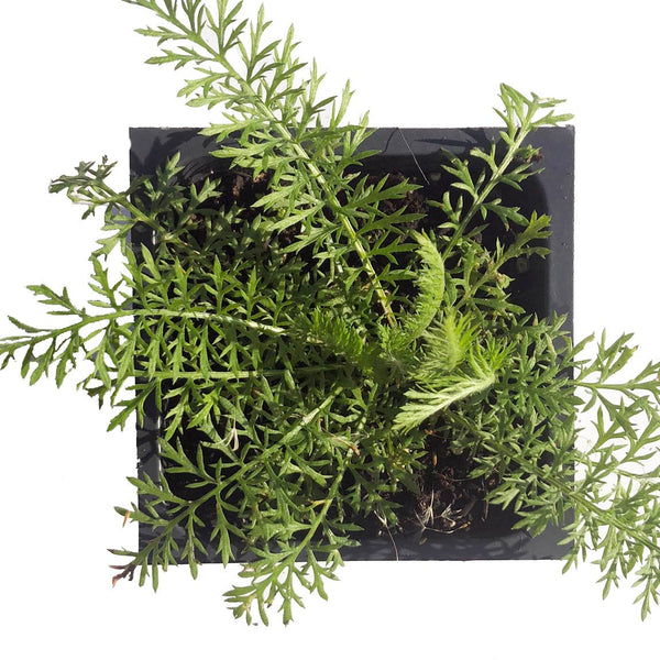 Yarrow Plant, (Achillea millefoleium) in a 2.5-inch pot | ORGANIC ...
