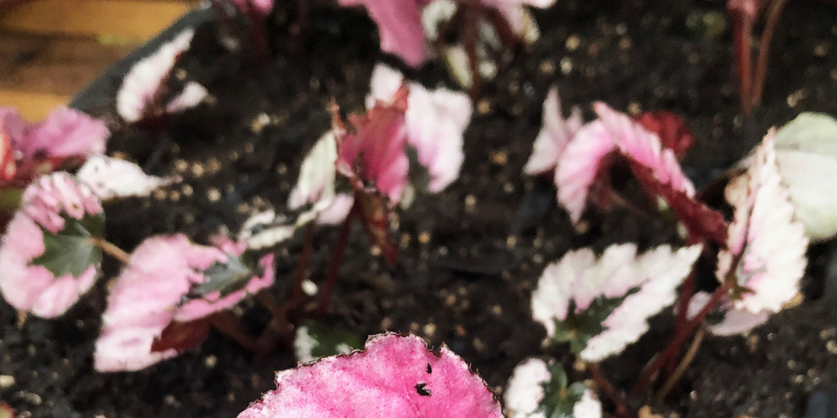 Rex Begonia Plant, (Begonia rex 'Flamenco') 2.5 inch Pot -Silvery and ...