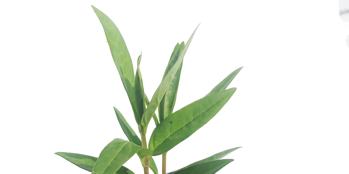 Swamp Milkweed Plant, (Asclepias incarnata) 2.5 inch pot – Smoke Camp ...
