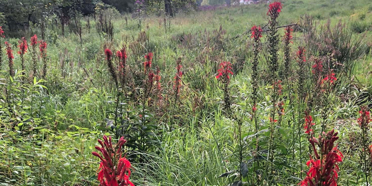 Cardinal Flower Seeds (Lobelia cardinalis) 1000 Seeds (0.1 grams ...