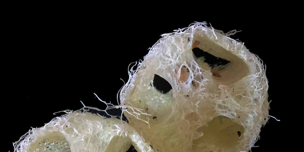 Luffa Sponges - Set of Three – Smoke Camp Crafts